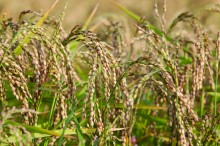 Italy's Rice Road - Italy Travel and Life