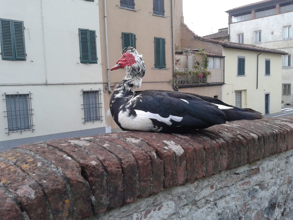 Wildlife of Lucca - Italy Travel and Life