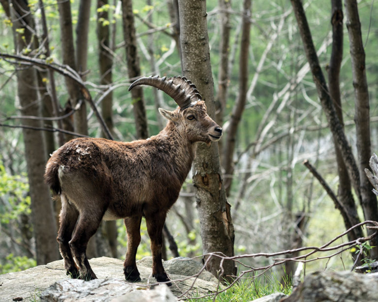 Italian wildlife: Italy's 10 most beautiful creatures we want to spot