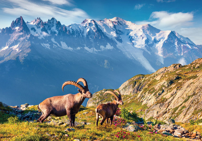 Italian wildlife: Italy's 10 most beautiful creatures we want to spot