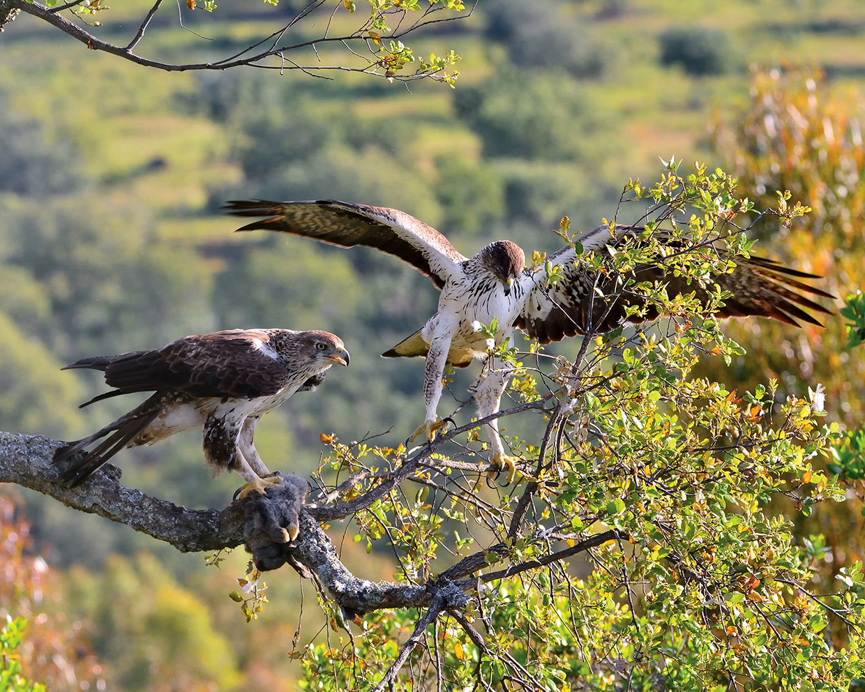 Italian wildlife: Italy's 10 most beautiful creatures we want to spot