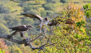 Ten Italian creatures we want to spot