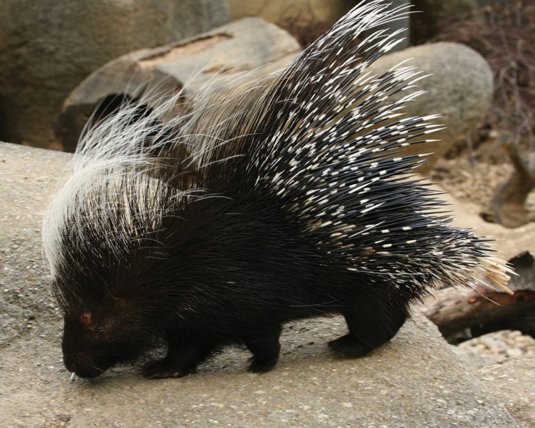 Italian wildlife: Italy's 10 most beautiful creatures we want to spot