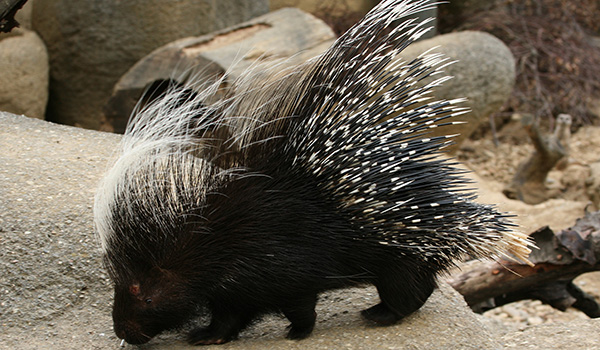 Ten Italian creatures we want to spot