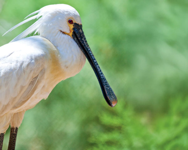 Italian wildlife: Italy's 10 most beautiful creatures we want to spot