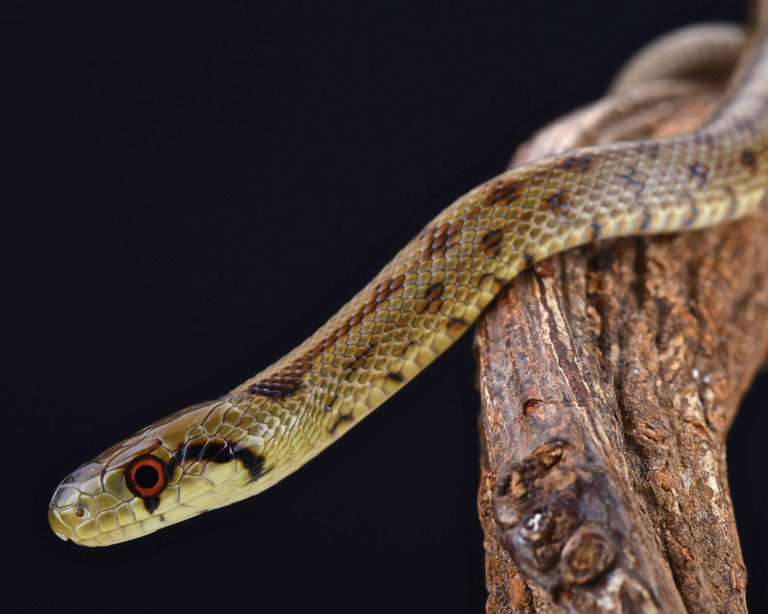 Italian wildlife: Italy's 10 most beautiful creatures we want to spot
