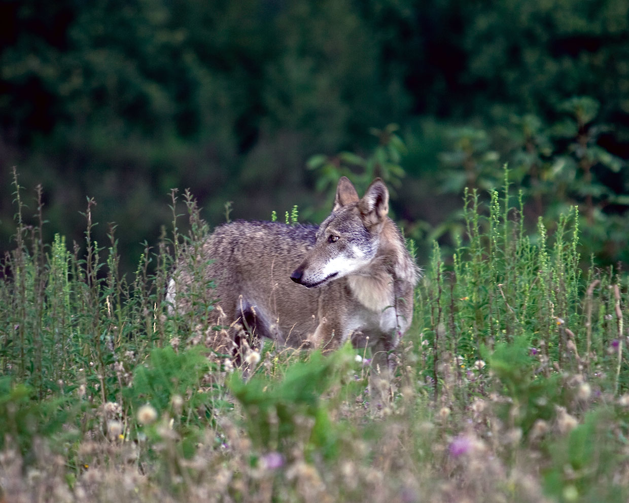 Italian wildlife: Italy's 10 most beautiful creatures we want to spot