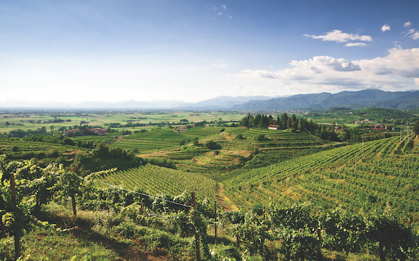 Drink Italia: white wines of Friuli - Italy Travel and Life