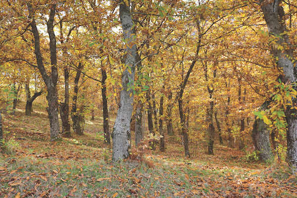 Chestnuts roasting... - Italy Travel and Life | Italy Travel and Life