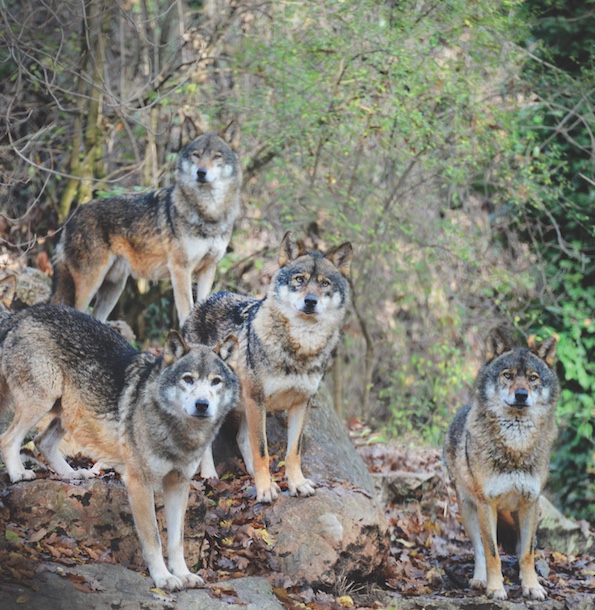 Lake Garda travel guide - Italy Travel and Life