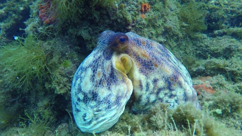 Top 10 guide to the best of Italy's coastal wildlife - Italy Travel and ...