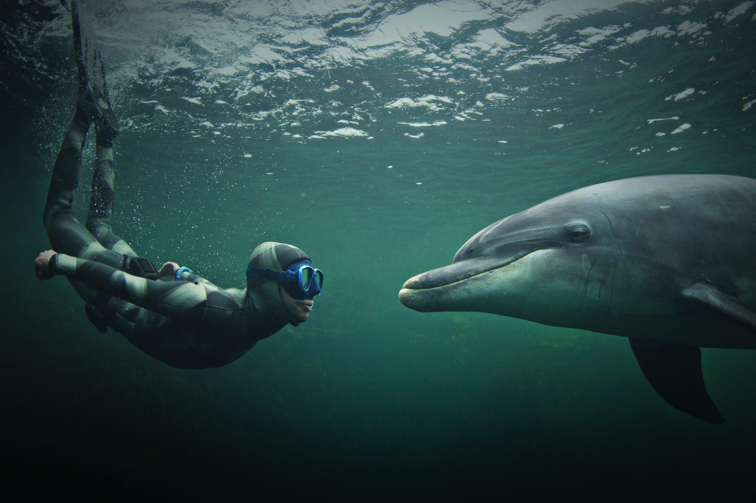 Top 10 guide to the best of Italy's coastal wildlife - Italy Travel and ...