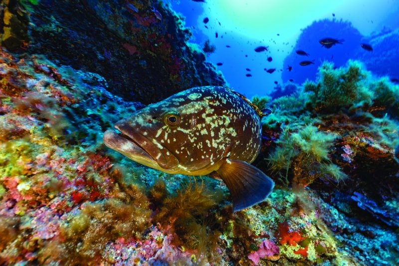 Top 10 guide to the best of Italy's coastal wildlife - Italy Travel and ...