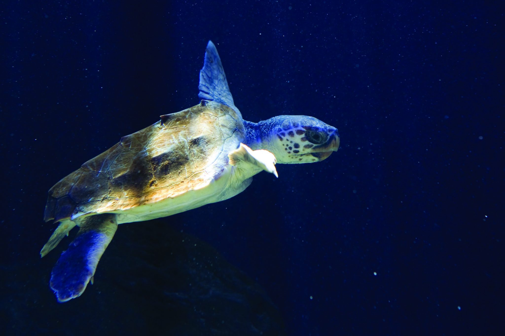 Top 10 guide to the best of Italy's coastal wildlife - Italy Travel and ...