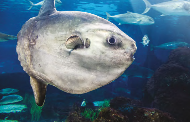 Top 10 guide to the best of Italy's coastal wildlife - Italy Travel and ...