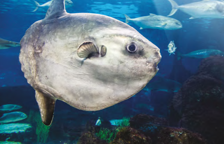 Top 10 guide to the best of Italy's coastal wildlife - Italy Travel and ...