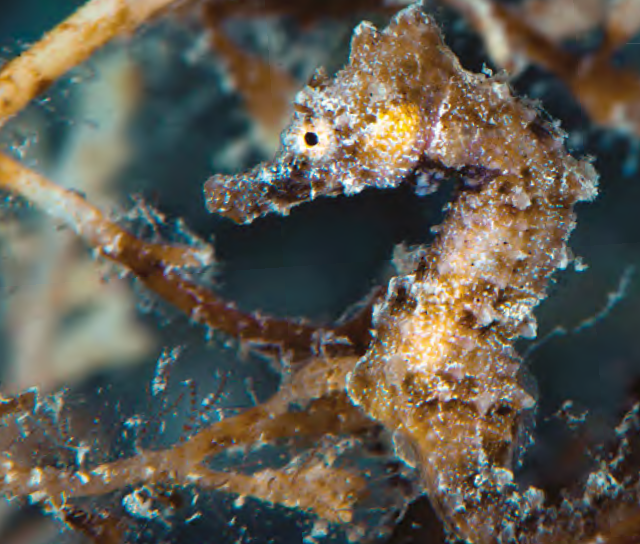 Top 10 guide to the best of Italy's coastal wildlife - Italy Travel and ...