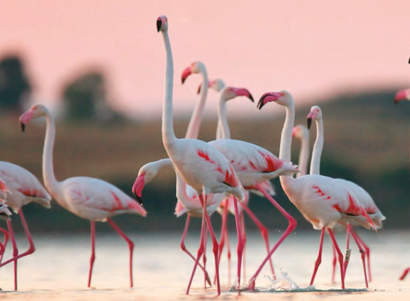 Top 10 guide to the best of Italy's coastal wildlife - Italy Travel and ...