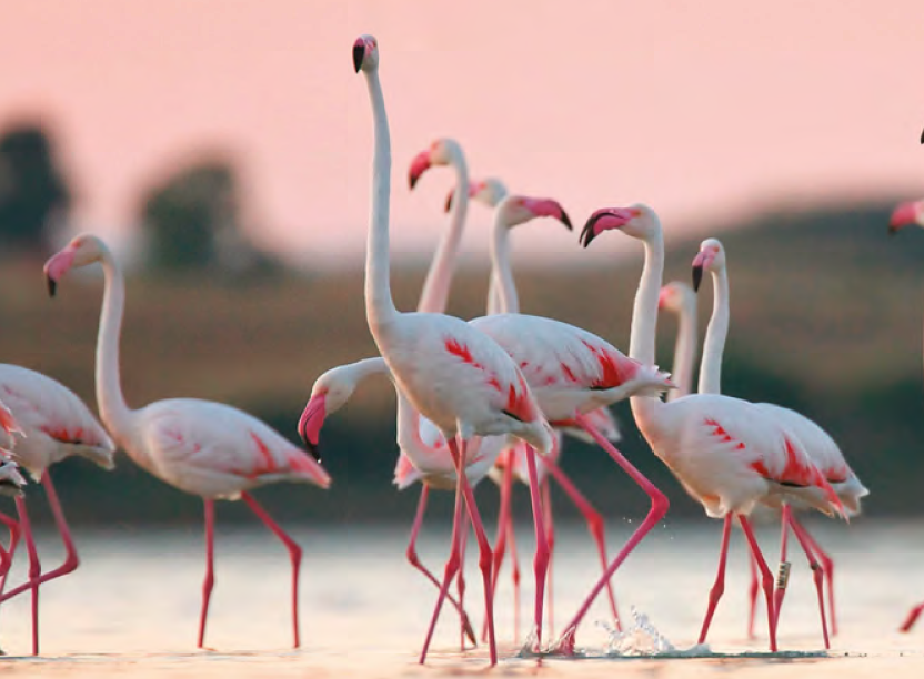 Top 10 guide to the best of Italy's coastal wildlife - Italy Travel and ...